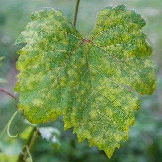 3 Severe Fungal Diseases in Plants and Crops - Alligo Horizon