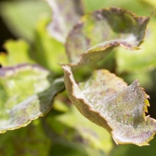 3 Severe Fungal Diseases in Plants and Crops - Alligo Horizon